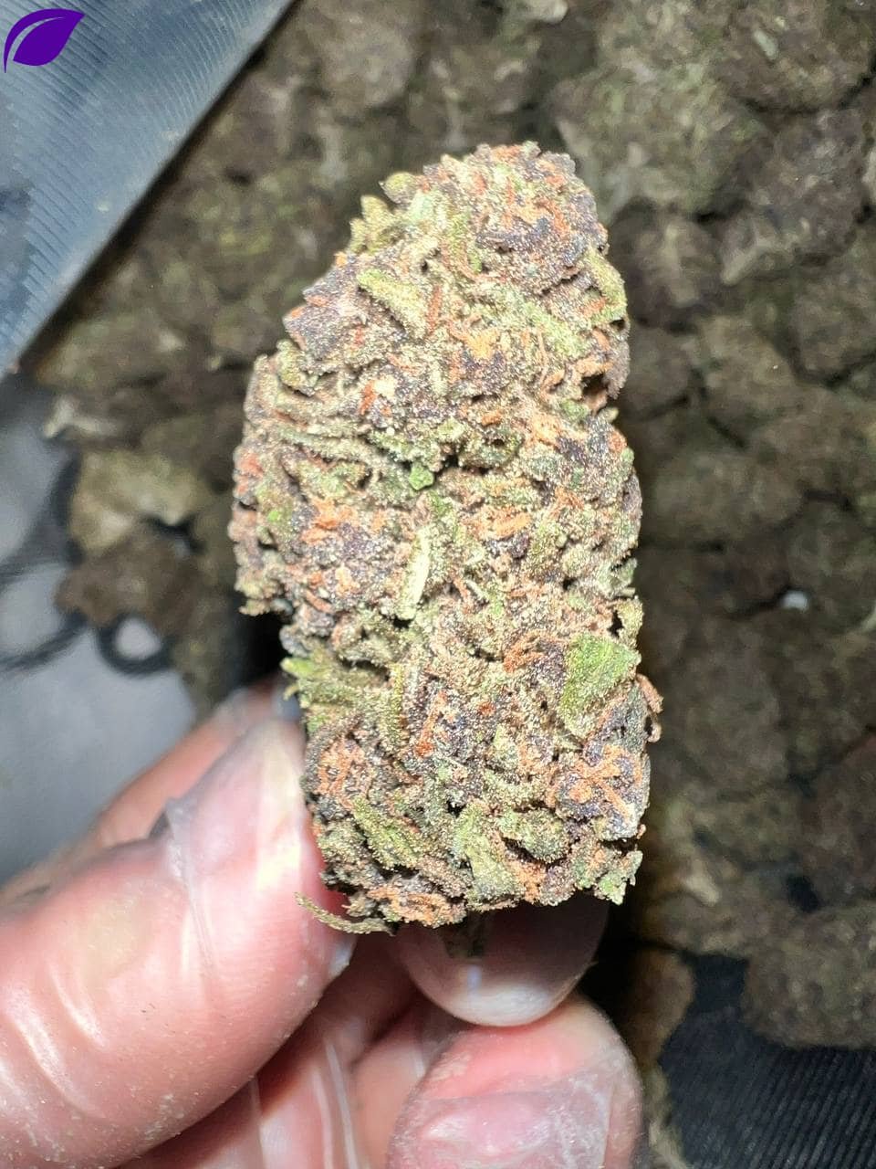Pink Panther THCa Strain » Bulk THCA Wholesale | THCA Wholesale Account ...